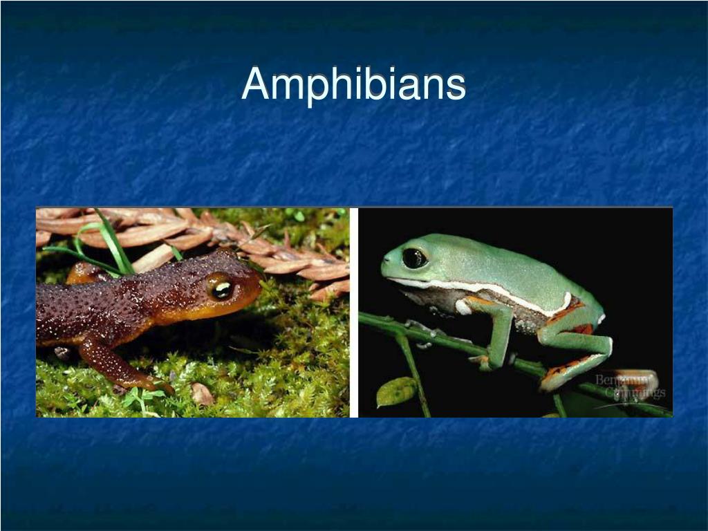 PPT - Amphibians PowerPoint Presentation, free download - ID:4681292