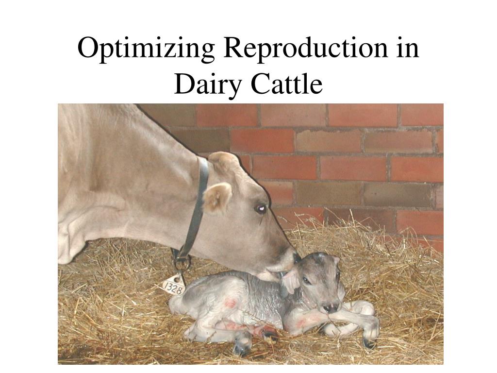 PPT - Optimizing Reproduction in Dairy Cattle PowerPoint Presentation ...