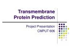 PPT - Protein Structural Prediction PowerPoint Presentation, free ...