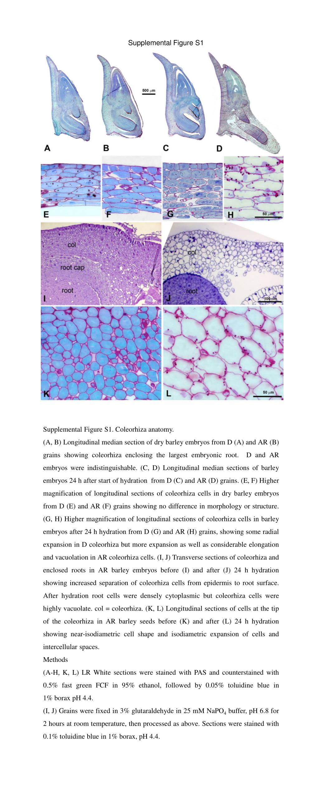 PPT - Comparative Anatomy of Coleorhiza in Dry and Hydrated Barley ...