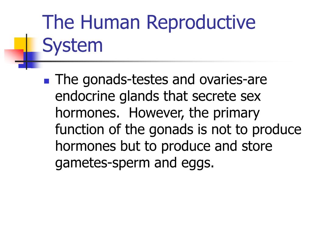PPT - The Human Reproductive System PowerPoint Presentation, free ...
