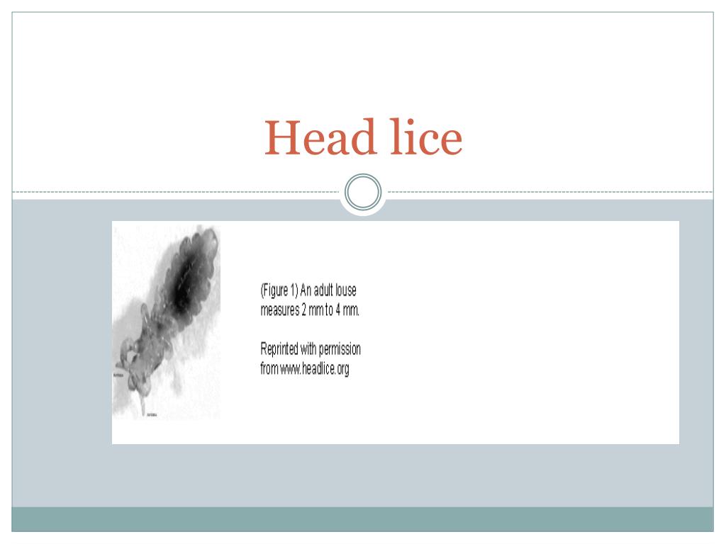 PPT - Head lice PowerPoint Presentation, free download - ID:4695266