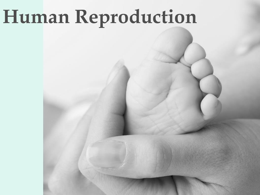 PPT - Human Reproduction PowerPoint Presentation, free download - ID ...