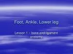 PPT - The Ankle and Foot PowerPoint Presentation, free download - ID ...