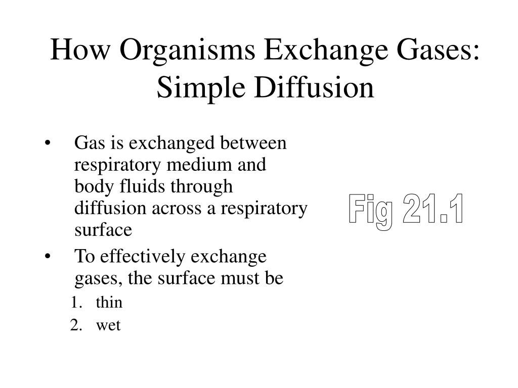 PPT - How Organisms Exchange Gases: Simple Diffusion PowerPoint ...