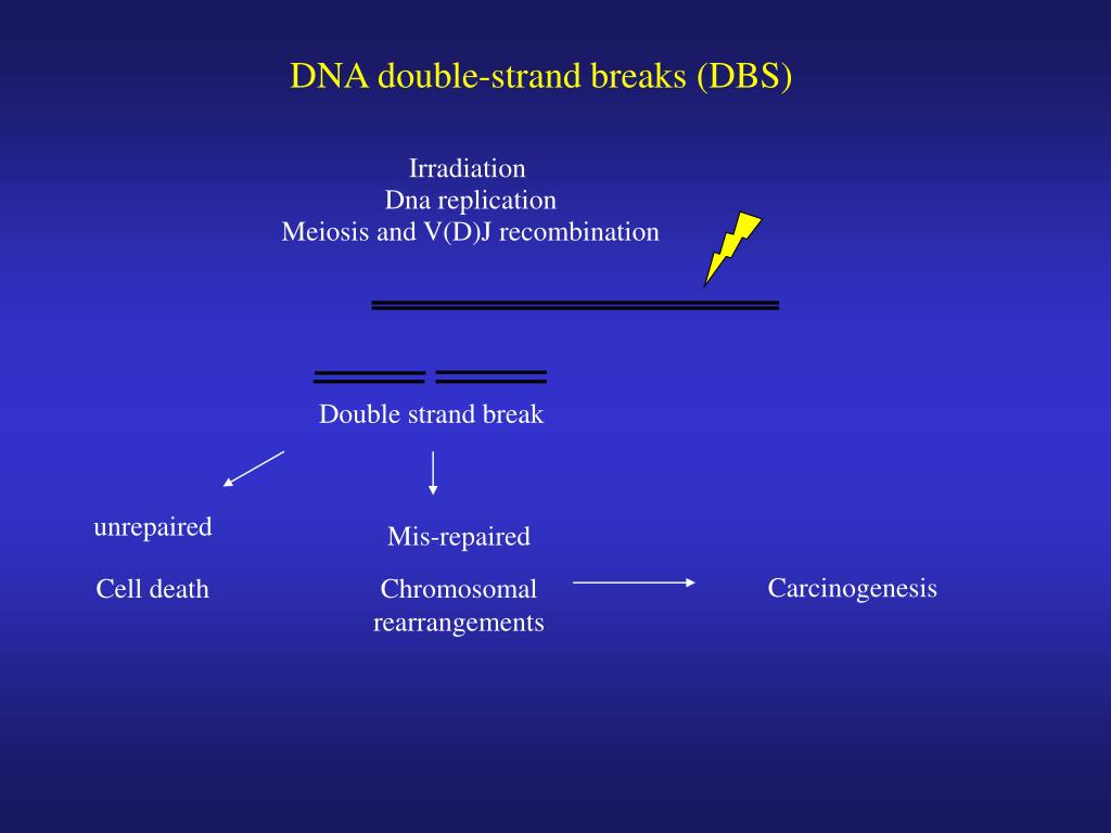 PPT - DNA double-strand breaks (DBS) PowerPoint Presentation, free ...