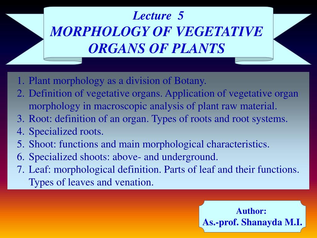 PPT - Plant morphology as a division of Botany. PowerPoint Presentation ...
