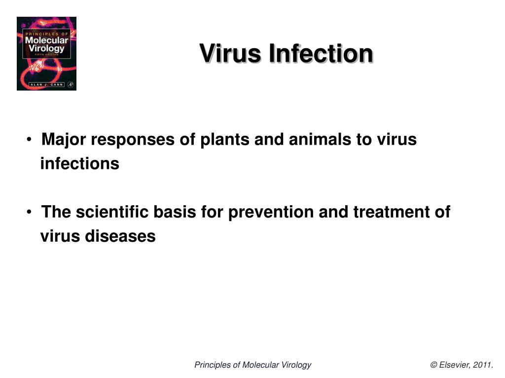 PPT - Virus Infection PowerPoint Presentation, free download - ID:4716387