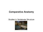 PPT - Comparative Anatomy Integument PowerPoint Presentation, free ...