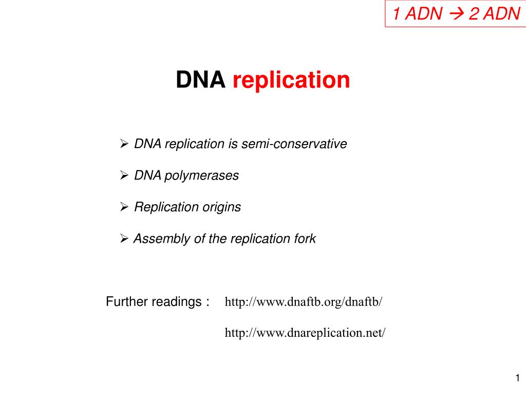PPT - DNA replication PowerPoint Presentation, free download - ID:4729670
