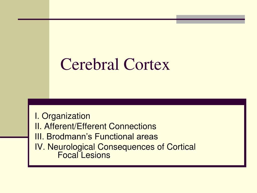PPT - Cerebral Cortex PowerPoint Presentation, free download - ID:4730172