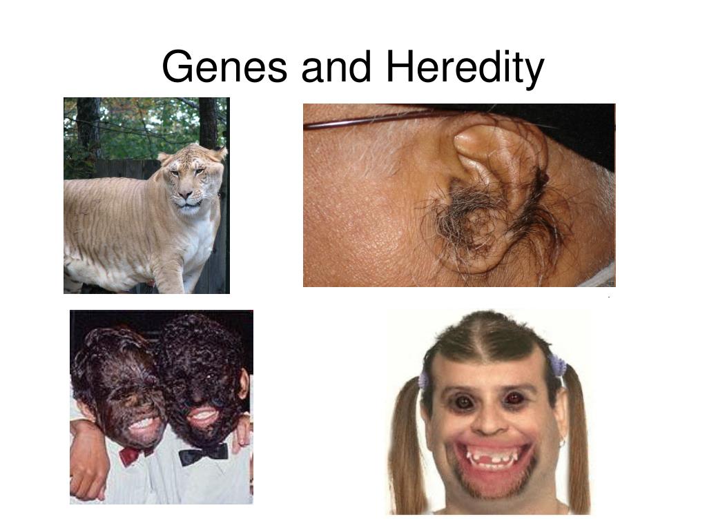 PPT - Genes and Heredity PowerPoint Presentation, free download - ID ...