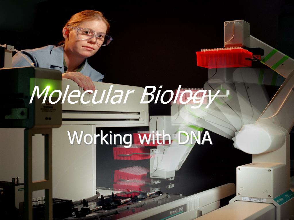PPT - Molecular Biology PowerPoint Presentation, free download - ID:4748509