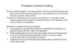 PPT - Principles of Coding PowerPoint Presentation, free download - ID ...
