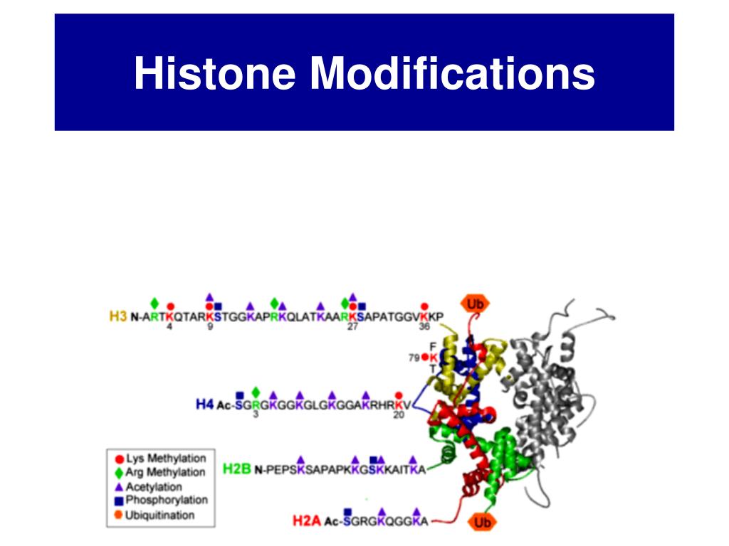 PPT - Histone Modifications PowerPoint Presentation, free download - ID ...
