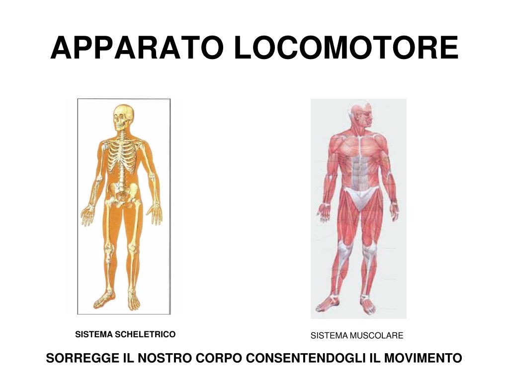 PPT - APPARATO LOCOMOTORE PowerPoint Presentation, free download - ID ...