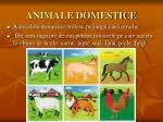 PPT - ANIMALE DOMESTICE PowerPoint Presentation, free download - ID:4479867