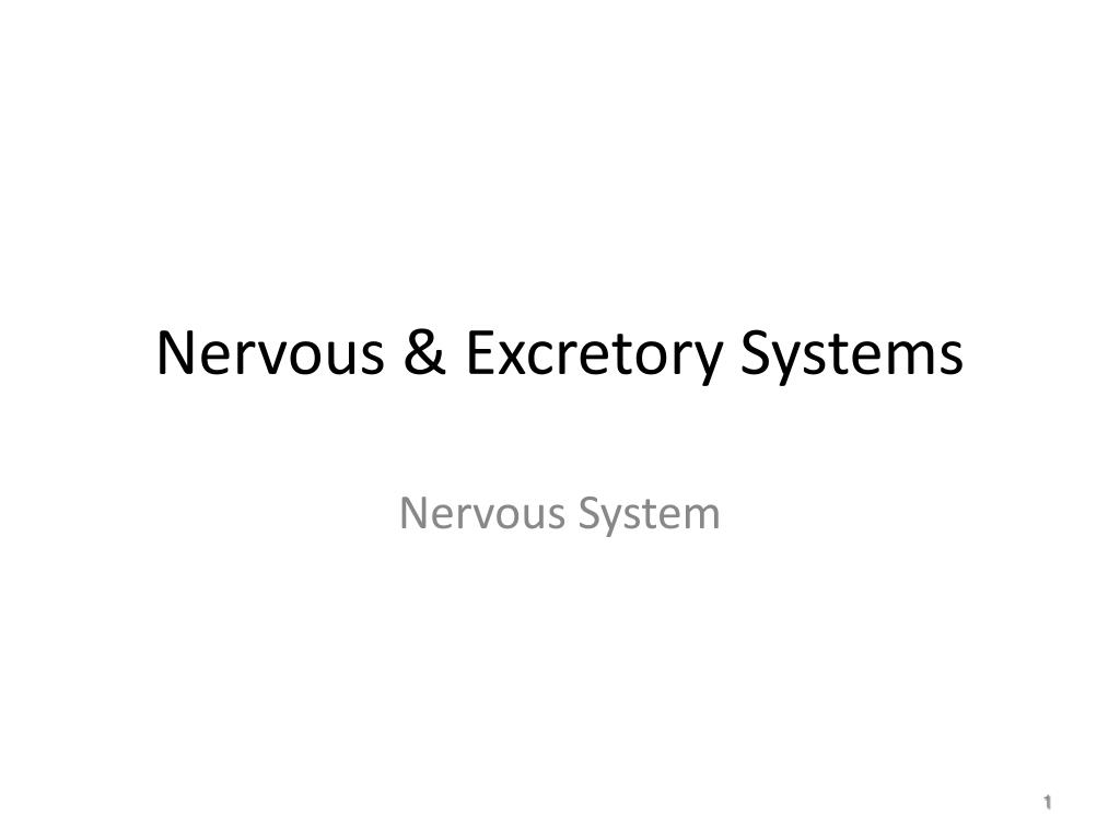 PPT - Nervous & Excretory Systems PowerPoint Presentation, free ...