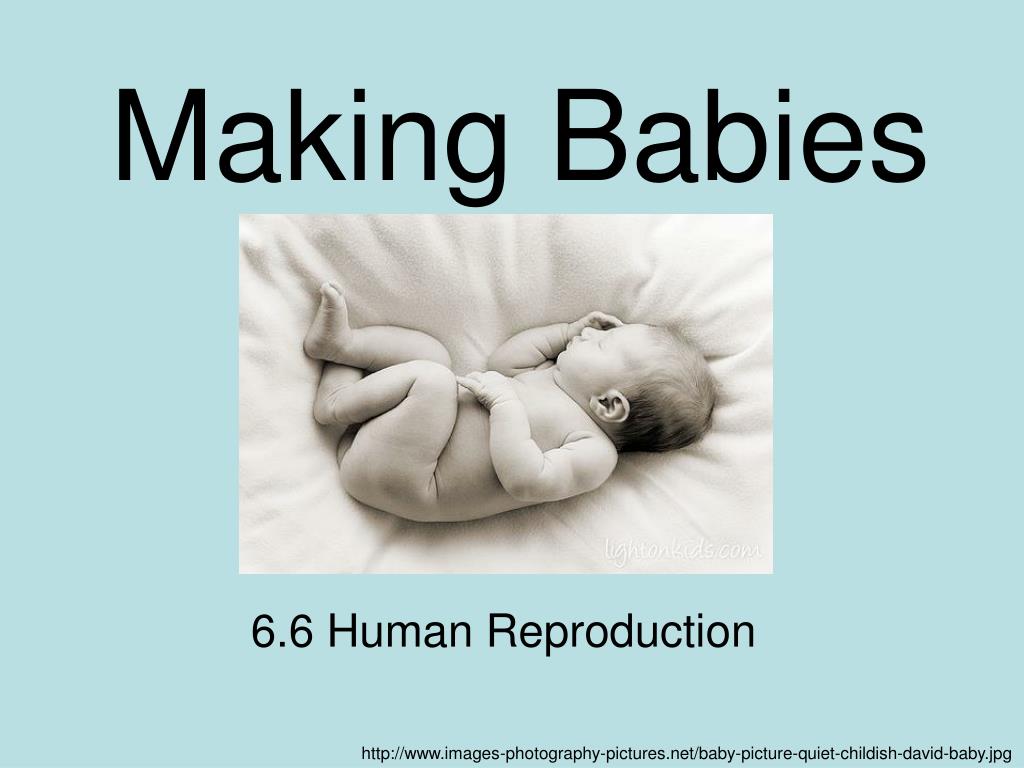 PPT - Making Babies PowerPoint Presentation, free download - ID:4777418
