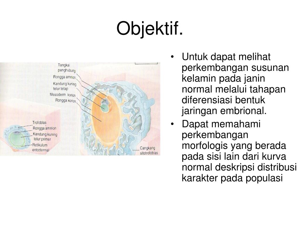 PPT - Objektif. PowerPoint Presentation, free download - ID:4780544