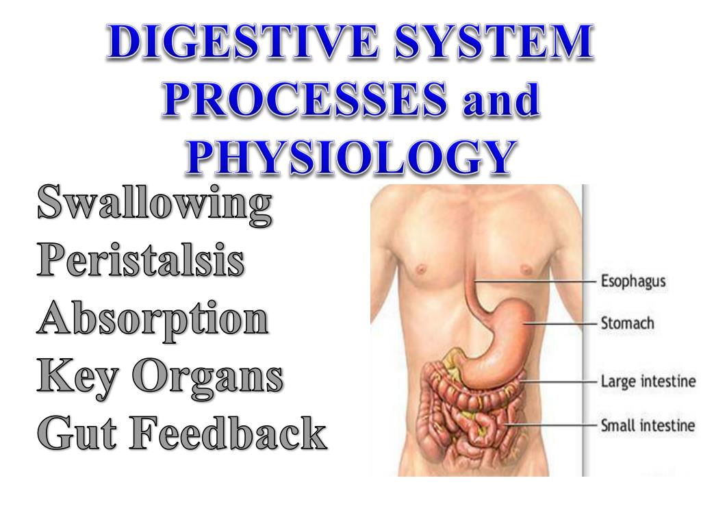 PPT - DIGESTIVE SYSTEM PROCESSES and PHYSIOLOGY PowerPoint Presentation ...