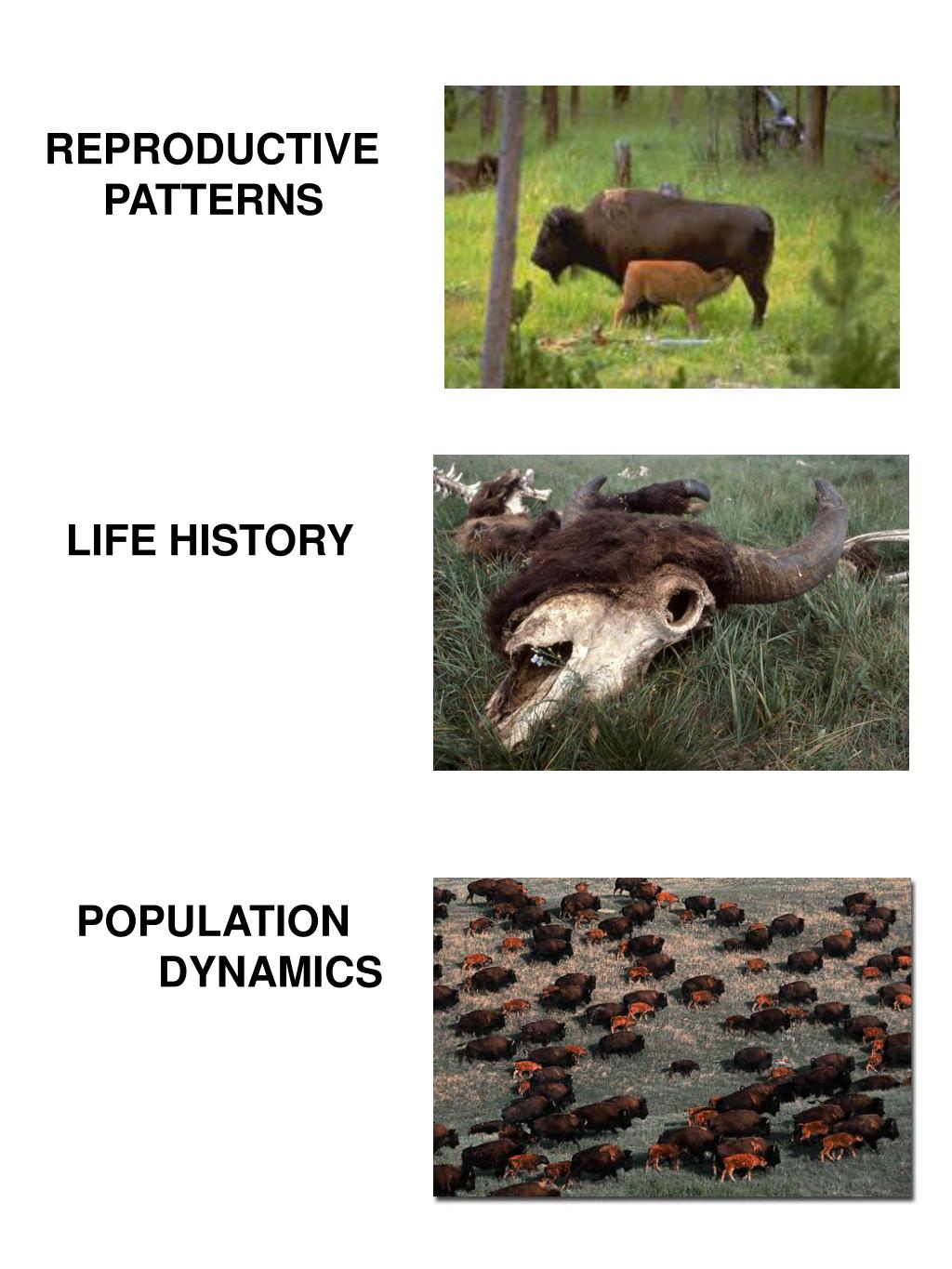 PPT - REPRODUCTIVE PATTERNS PowerPoint Presentation, free download - ID ...