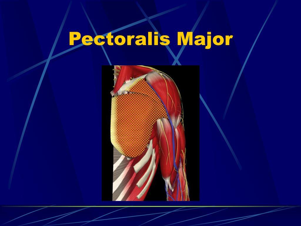 PPT - Pectoralis Major PowerPoint Presentation, free download - ID:4792182