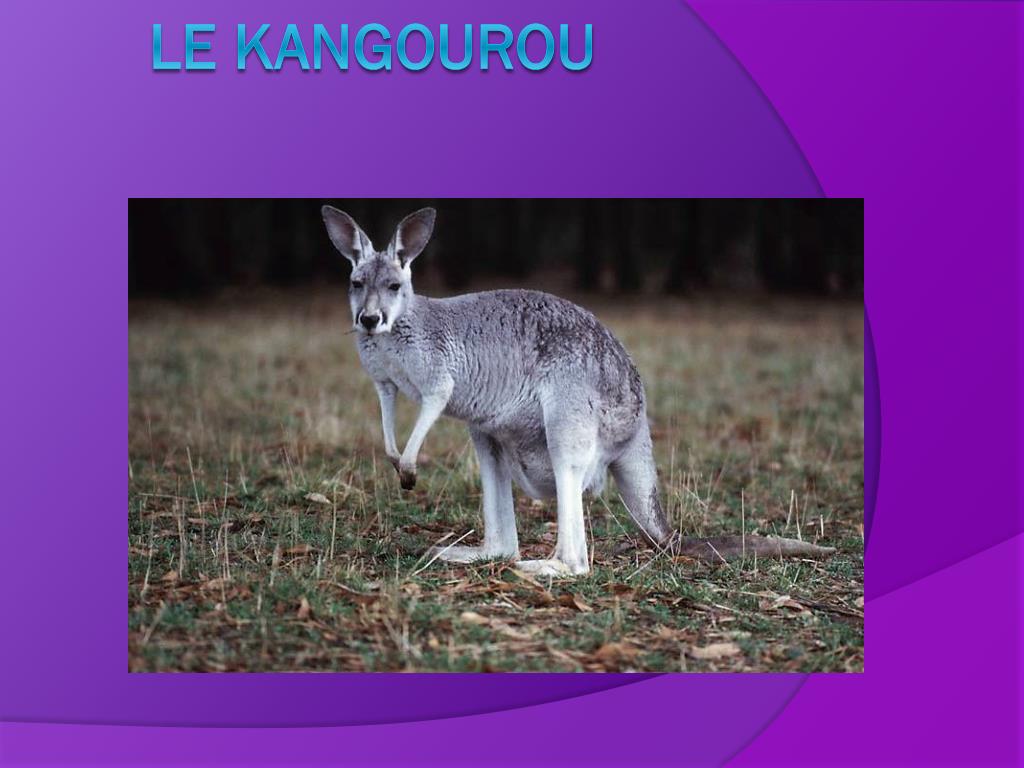 PPT - Le Kangourou PowerPoint Presentation, free download - ID:4796243