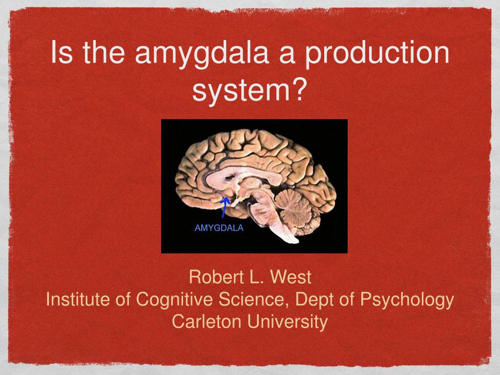 PPT - Is the amygdala a production system? PowerPoint Presentation ...