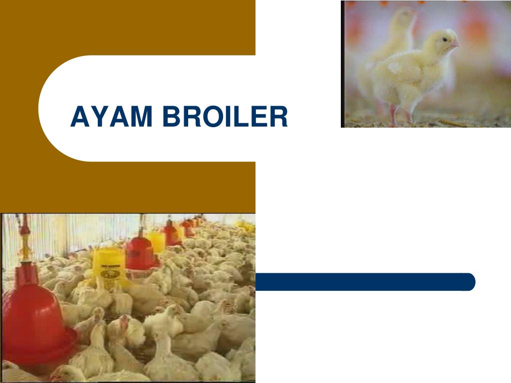 PPT - AYAM BROILER PowerPoint Presentation, free download - ID:4803732