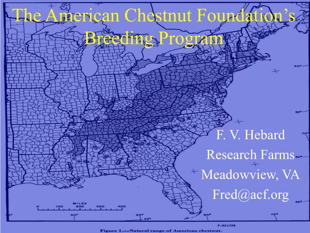 PPT - The American Chestnut Foundation’s Breeding Program PowerPoint ...