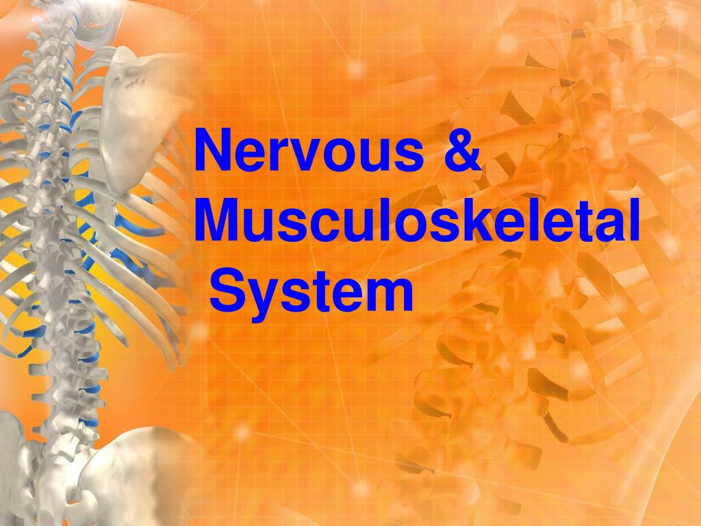 PPT - Nervous & Musculoskeletal System PowerPoint Presentation - ID:4811530