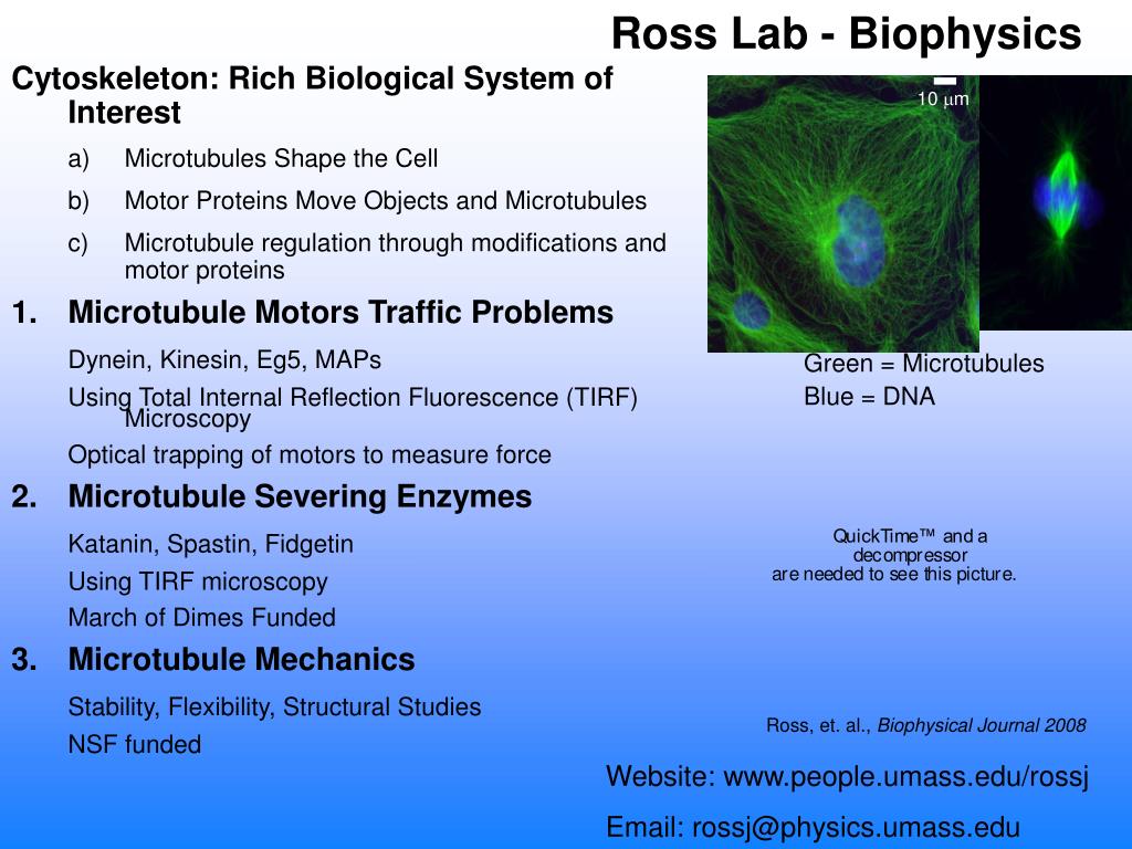 PPT - Ross Lab - Biophysics PowerPoint Presentation, free download - ID ...