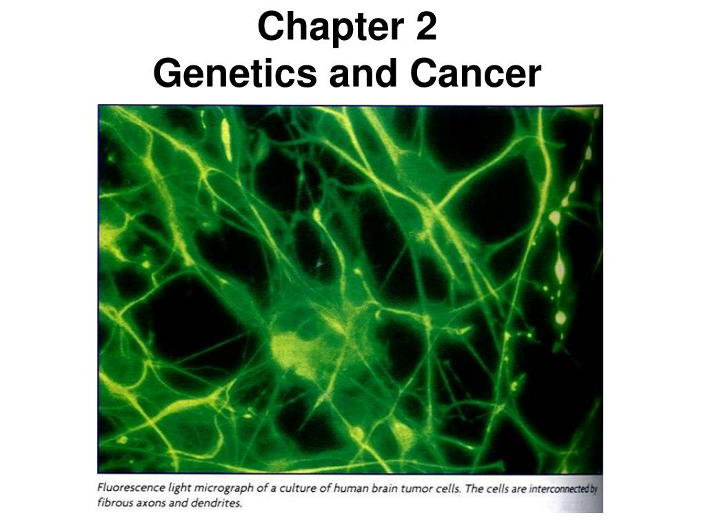 PPT - Chapter 2 G enetics and Cancer PowerPoint Presentation, free ...