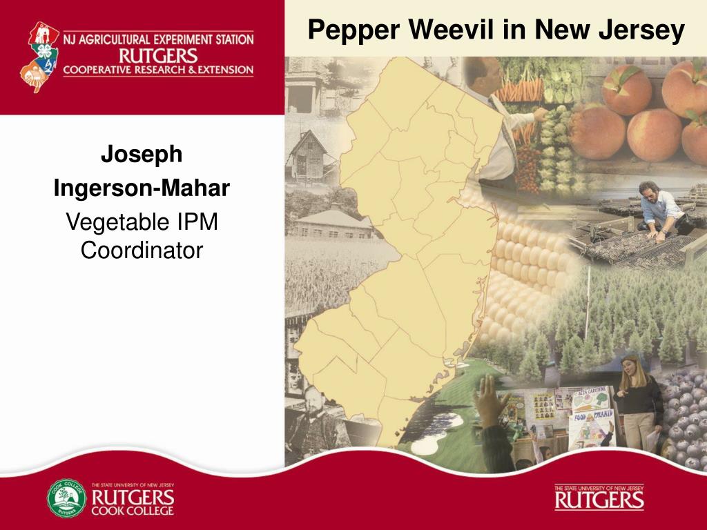 PPT - Pepper Weevil in New Jersey PowerPoint Presentation, free ...