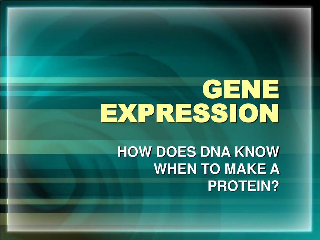 PPT - GENE EXPRESSION PowerPoint Presentation, free download - ID:4822418