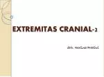 PPT - ANATOMI EXTREMITAS SUPERIOR PowerPoint Presentation, free ...