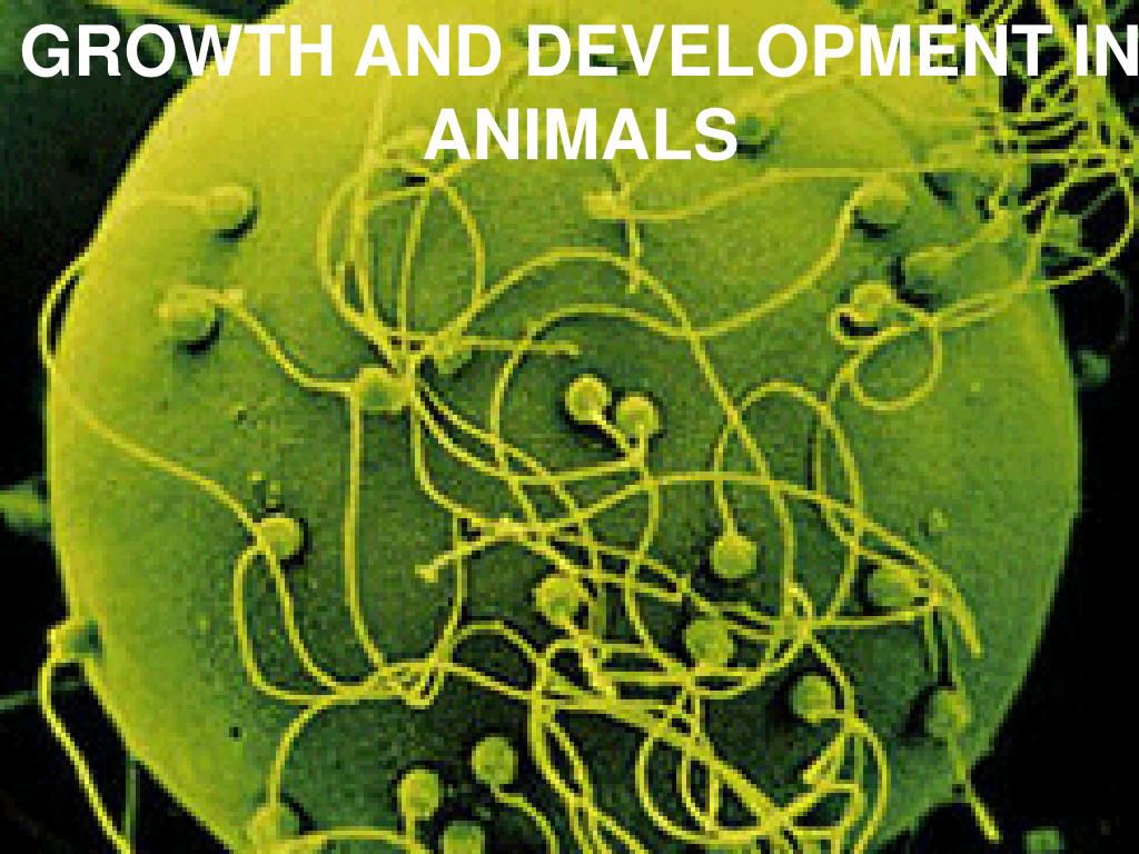 PPT - GROWTH AND DEVELOPMENT IN ANIMALS PowerPoint Presentation, free ...
