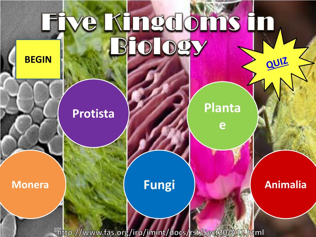 PPT - Five Kingdoms in Biology PowerPoint Presentation, free download ...