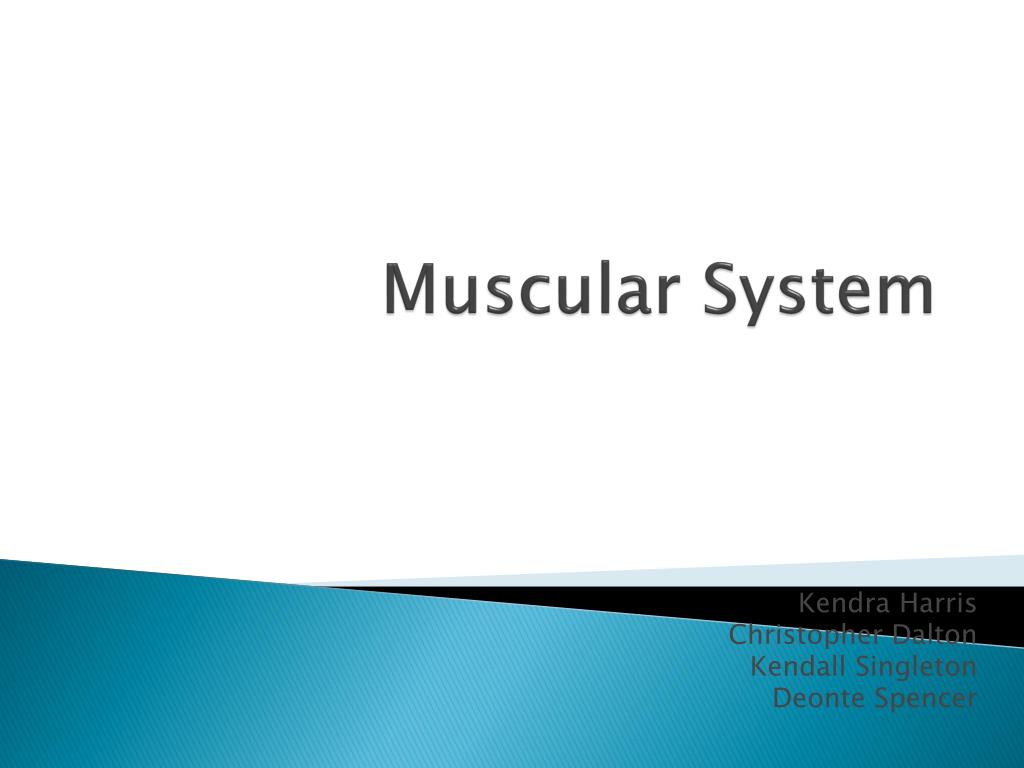 PPT - Muscular System PowerPoint Presentation, free download - ID:4839436