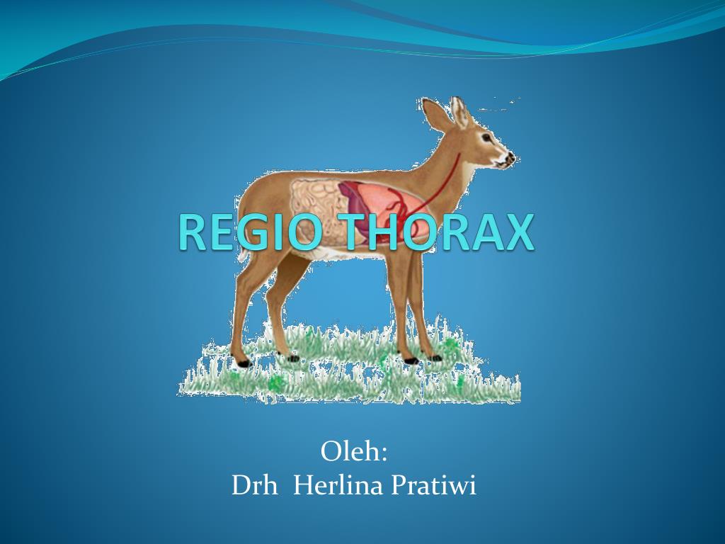 PPT - REGIO THORAX PowerPoint Presentation, free download - ID:4839722