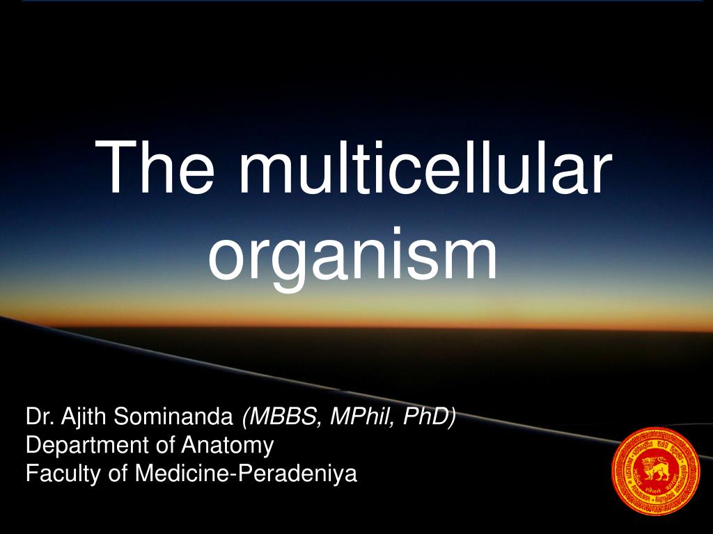 PPT - The multicellular organism PowerPoint Presentation, free download ...