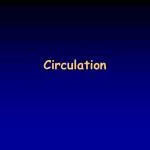 PPT - Circulation PowerPoint Presentation, free download - ID:1216242