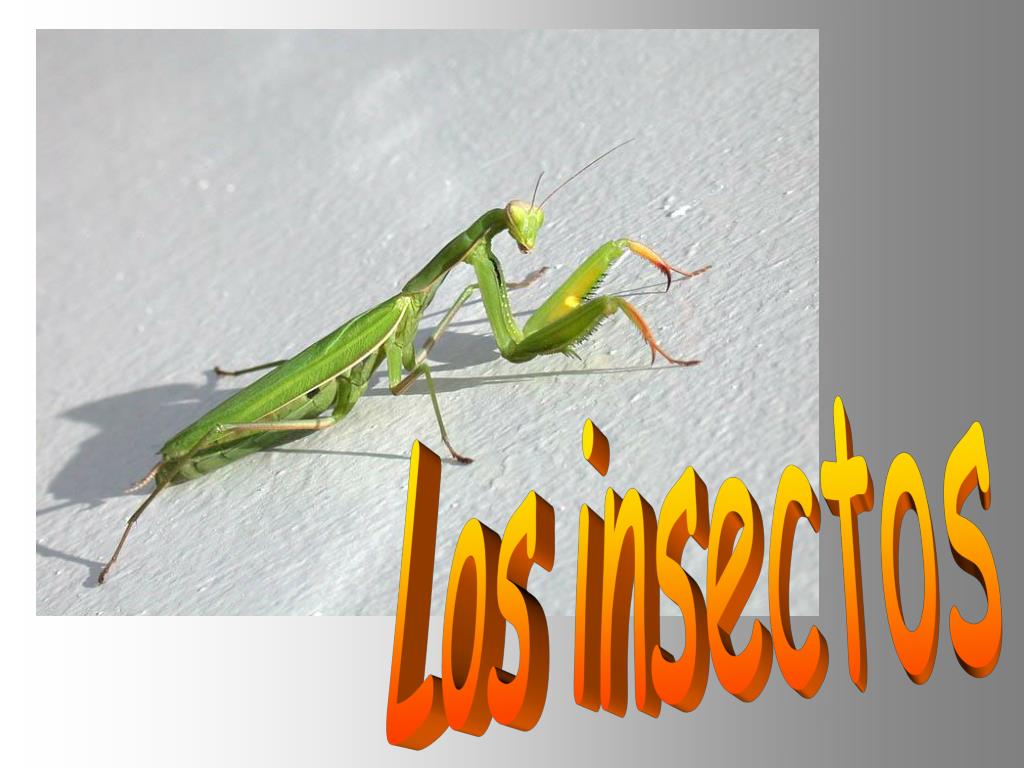 PPT - Los insectos PowerPoint Presentation, free download - ID:4845236