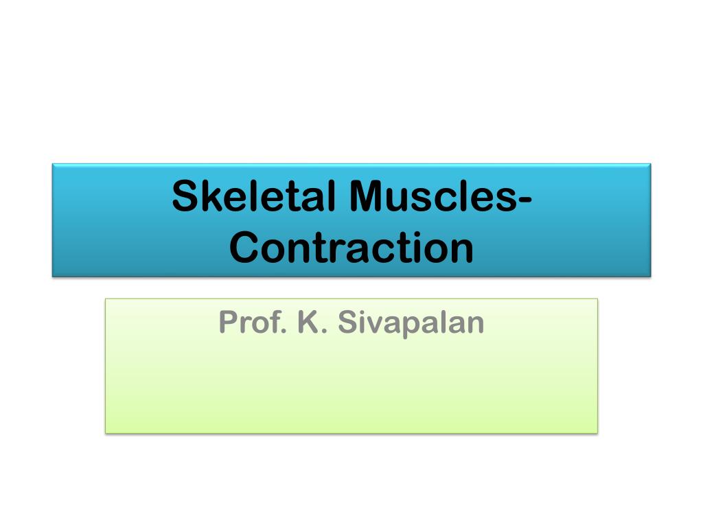 PPT - Skeletal Muscles- Contraction PowerPoint Presentation, free ...