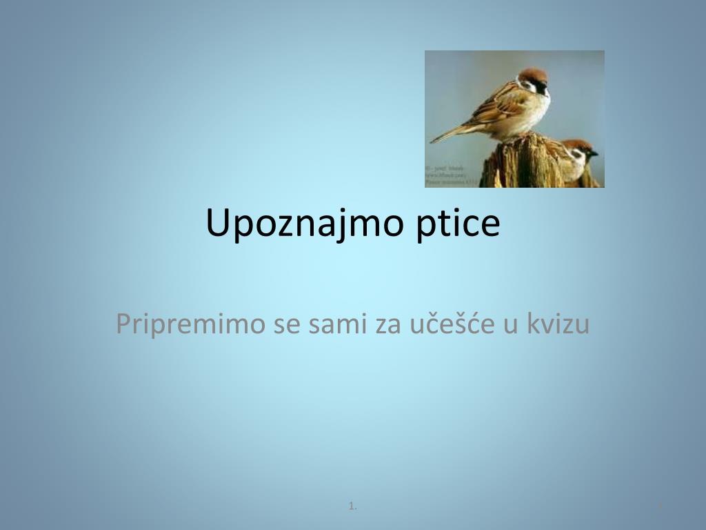 PPT - Upo z najmo ptice PowerPoint Presentation, free download - ID:4846633