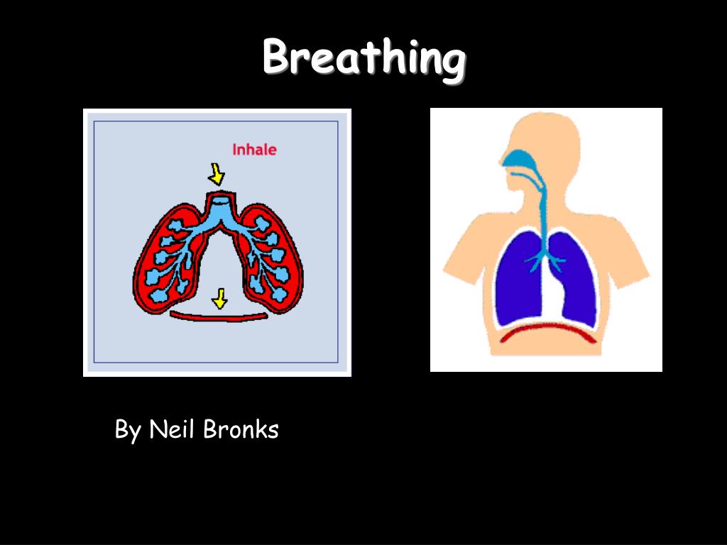 PPT - Breathing PowerPoint Presentation, free download - ID:4850369