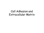 PPT - Cell-to-Cell and Cell-to-Matrix Adhesions PowerPoint Presentation ...
