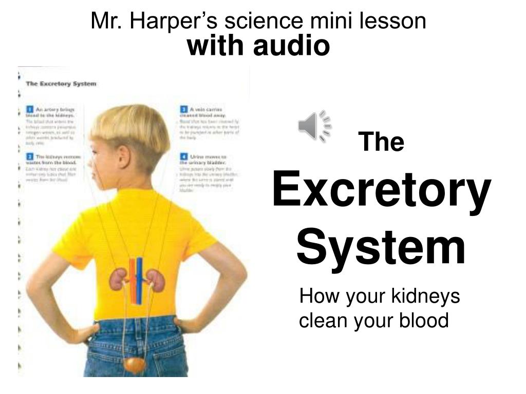 PPT - The Excretory System PowerPoint Presentation, free download - ID ...