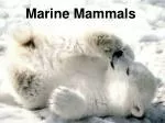 PPT - Marine mammals PowerPoint Presentation, free download - ID:9321670